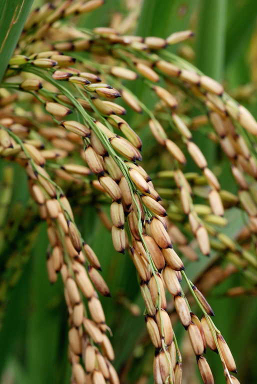 More African Rice for Africans | TJJ ONLINE