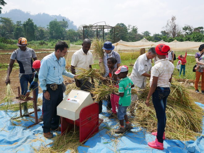 More African Rice for Africans | TJJ ONLINE