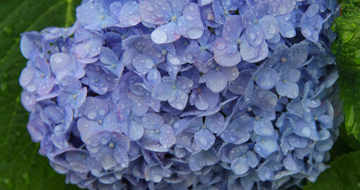 TJJ ONLINE | Website of the Japan Journal, Ltd.